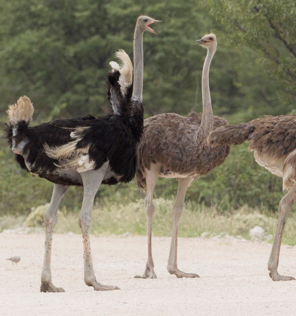 ලොව විශාලම පක්ෂියා පැස්බරා – Ostrich ! - Imashi Publication